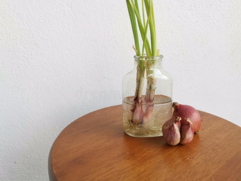 Fresh Red and Spring Onions on Display. Stock Image - Image of clove ...