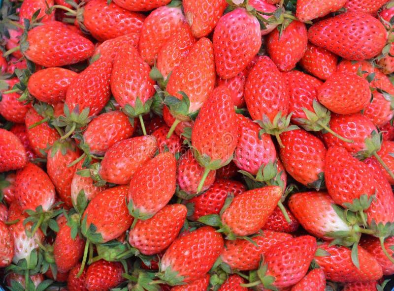 Fresh Red Strawberries for Selling Stock Photo - Image of fruits ...