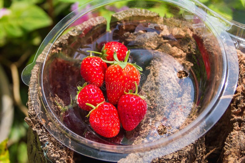 Fresh Red Strawberry on Package Stock Image - Image of leaf, basket ...