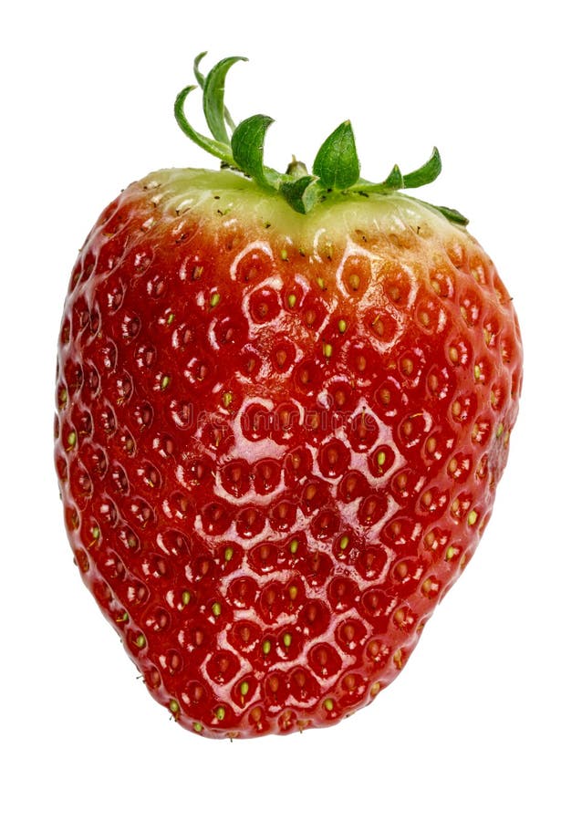 Fresh red strawberry stock image. Image of shiny, organic - 119950225