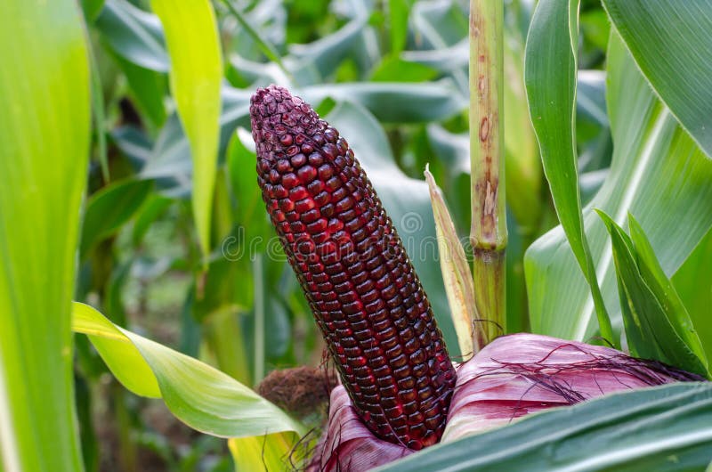 Fresh red sweet corn stock photo. Image of fresh, harvesting - 33050984
