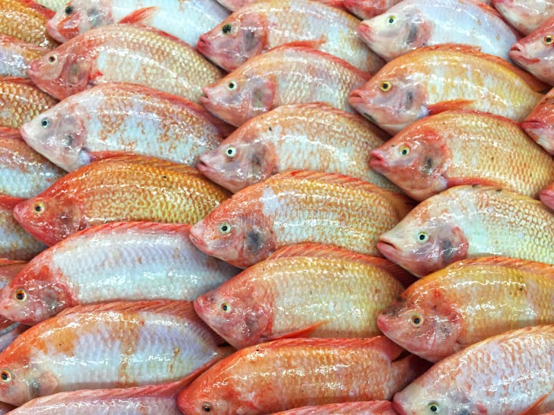Fresh Red Tilapia Fish in Fish Market Stock Image - Image of delicious ...