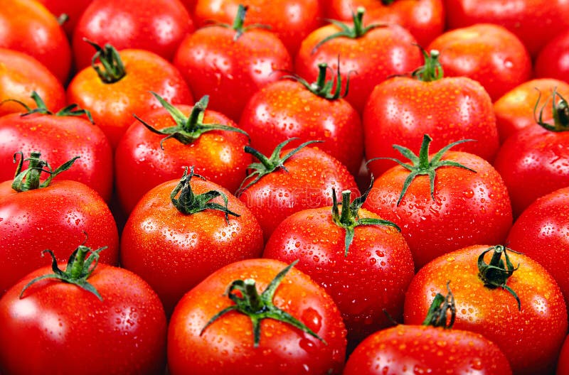 Fresh Red Tomato in the Drops of Water. Stock Photo - Image of nature ...