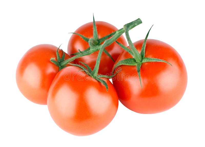 Red tomato vegetable stock image. Image of tomato, round - 24121631