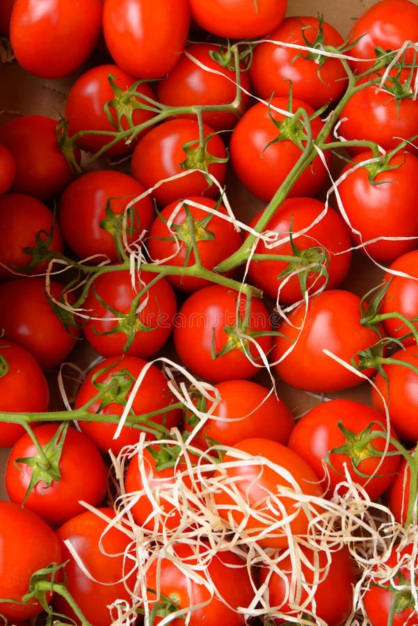 Fresh red tomato stock photo. Image of juicy, restaurant - 2154
