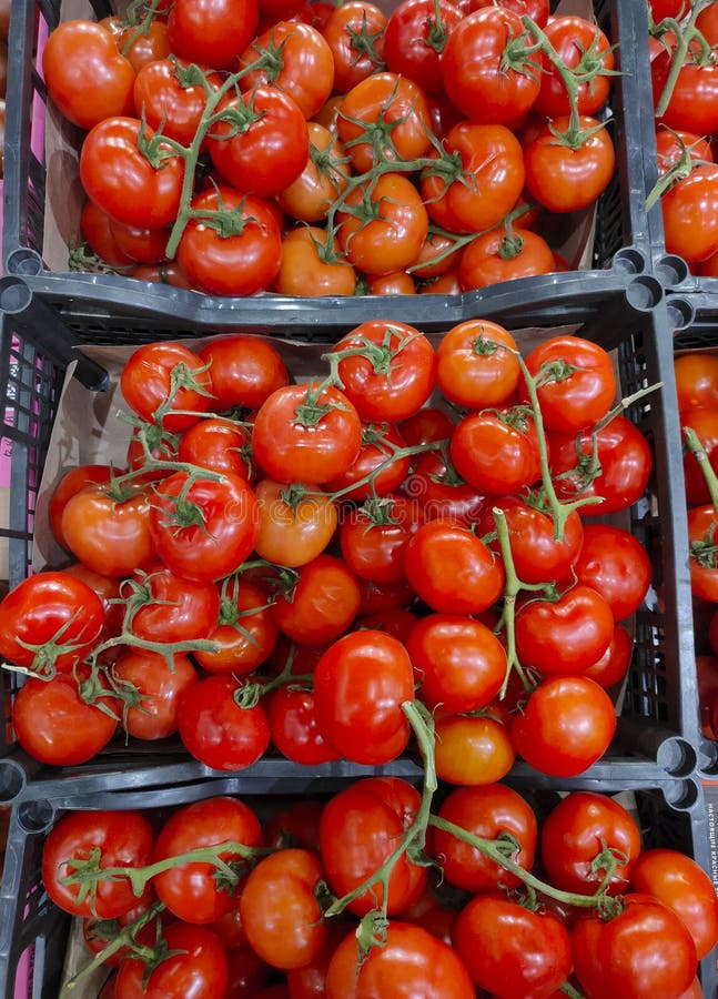Fresh Red Tomatoes on a Branch in Plastic Boxes Stock Image - Image of ...