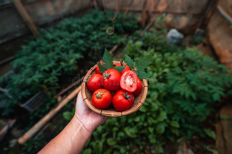 Fresh Red Tomatoes from the Farm Stock Photo - Image of healthy ...