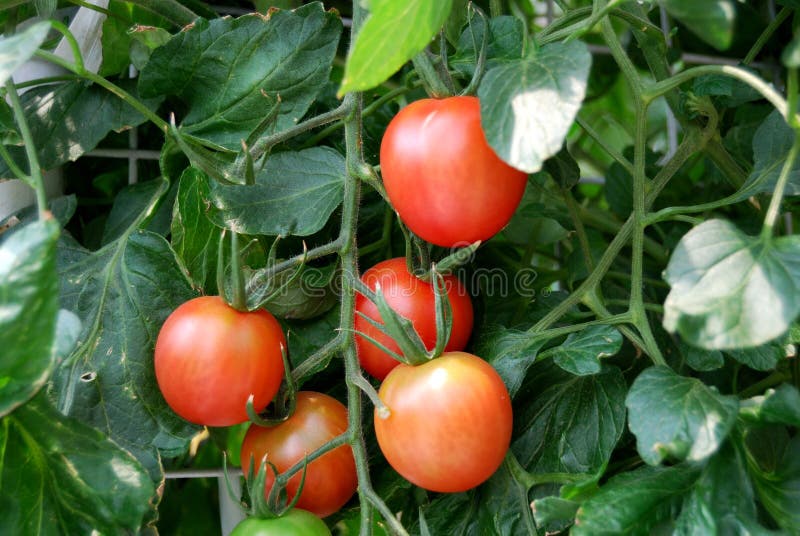 Fresh Red Tomatoes on the Plant Stock Image - Image of outside, organic ...
