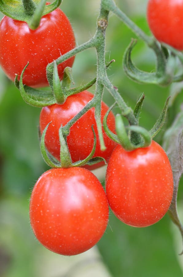 Fresh red tomatoes stock image. Image of fruit, colorful - 83594611