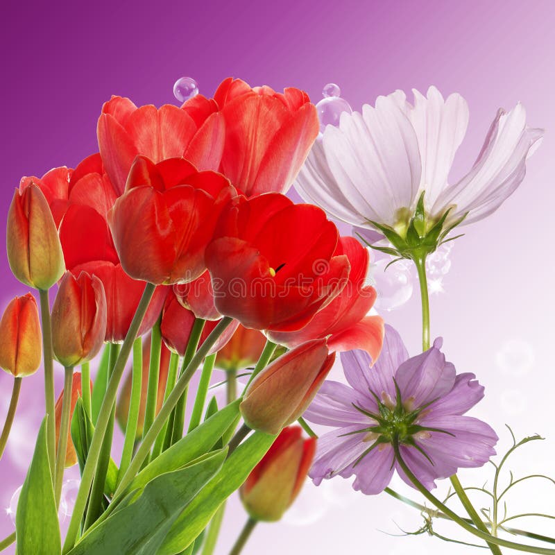 Fresh Red Tulips on Abstract Spring Nature Background Stock Photo ...