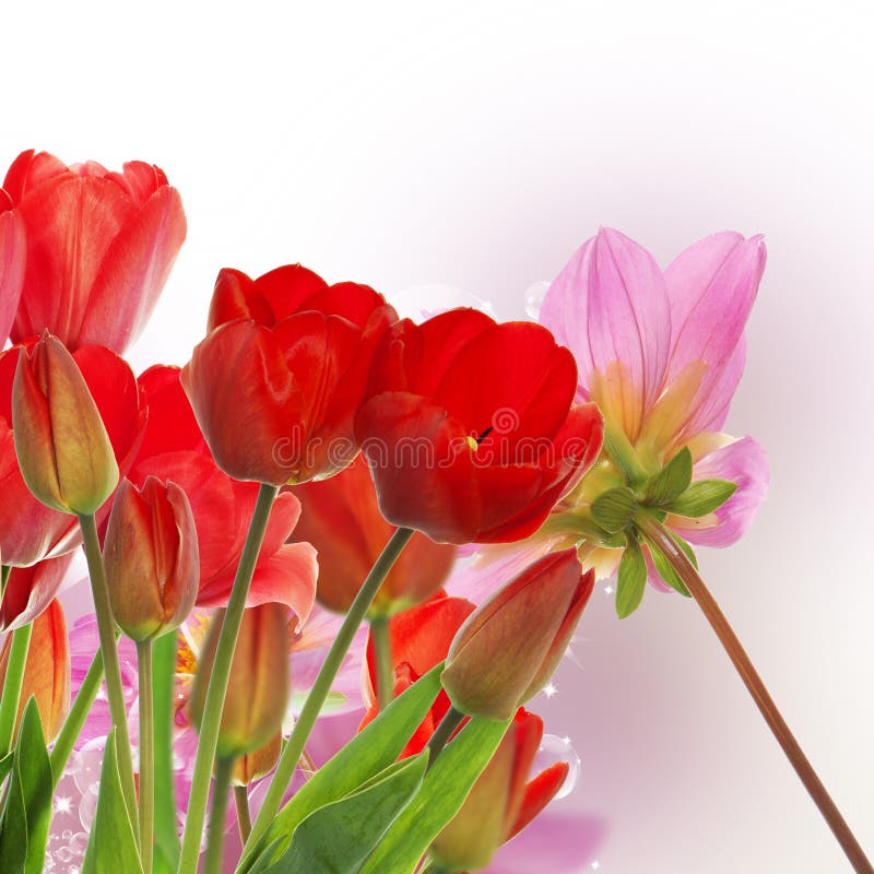 Fresh Red Tulips on Abstract Spring Nature Background Stock Photo ...