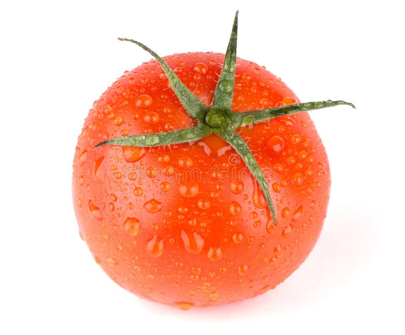 Fresh red wet tomato stock photo. Image of freshness - 27947920