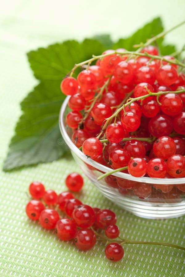 Fresh redcurrant stock image. Image of seasonal, redcurrant - 19113075