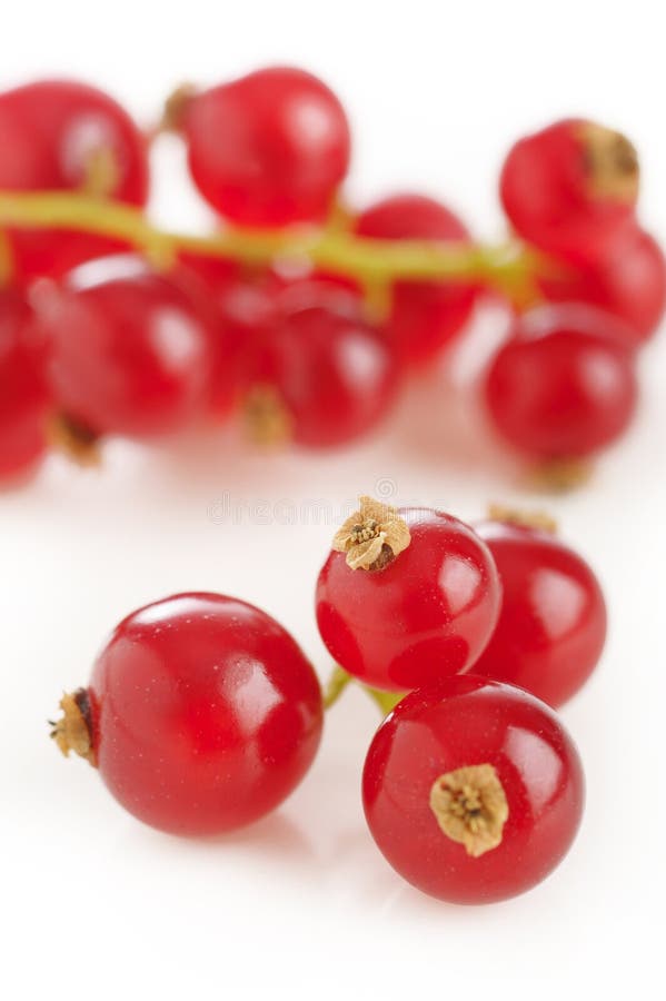 Fresh Redcurrant Isolated on White Stock Image - Image of nature ...