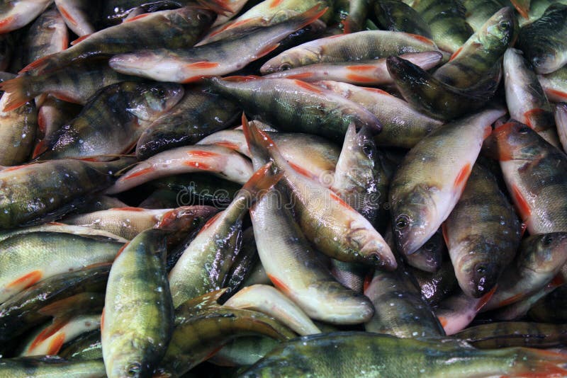 Fresh redfin from the sea stock image. Image of trade - 34459591