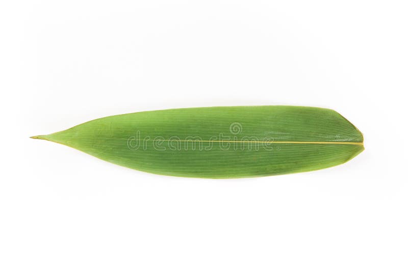 The reed leaf stock image. Image of closeup, fresh, leaf - 132978761