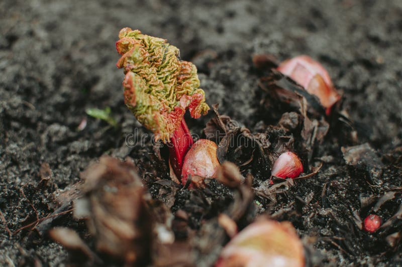 Fresh Rheum Growing Garden Early Spring Stock Photos - Free & Royalty ...