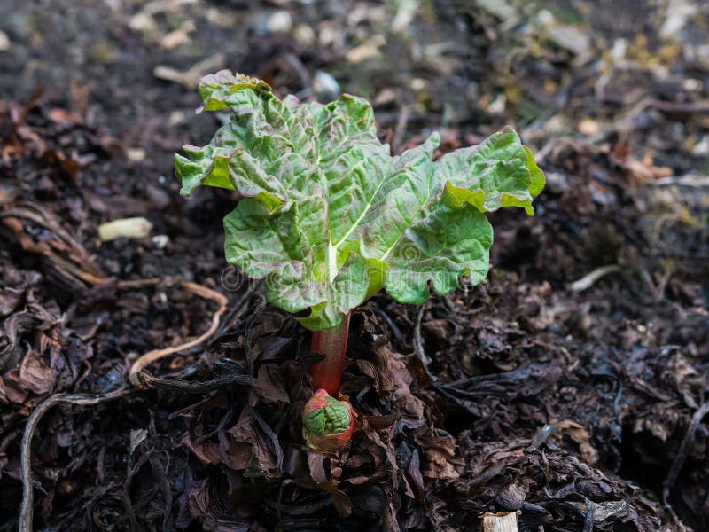 Rhubarb Emerging from the Soil Early in Spring Stock Image - Image of ...