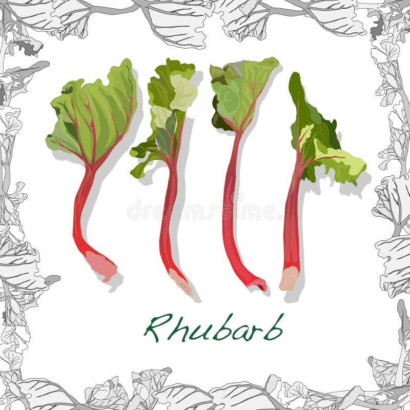 Rhubarb Isolated Stock Illustrations – 298 Rhubarb Isolated Stock ...
