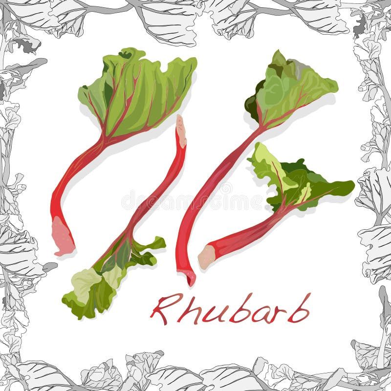 Rhubarb Isolated Stock Illustrations – 298 Rhubarb Isolated Stock ...
