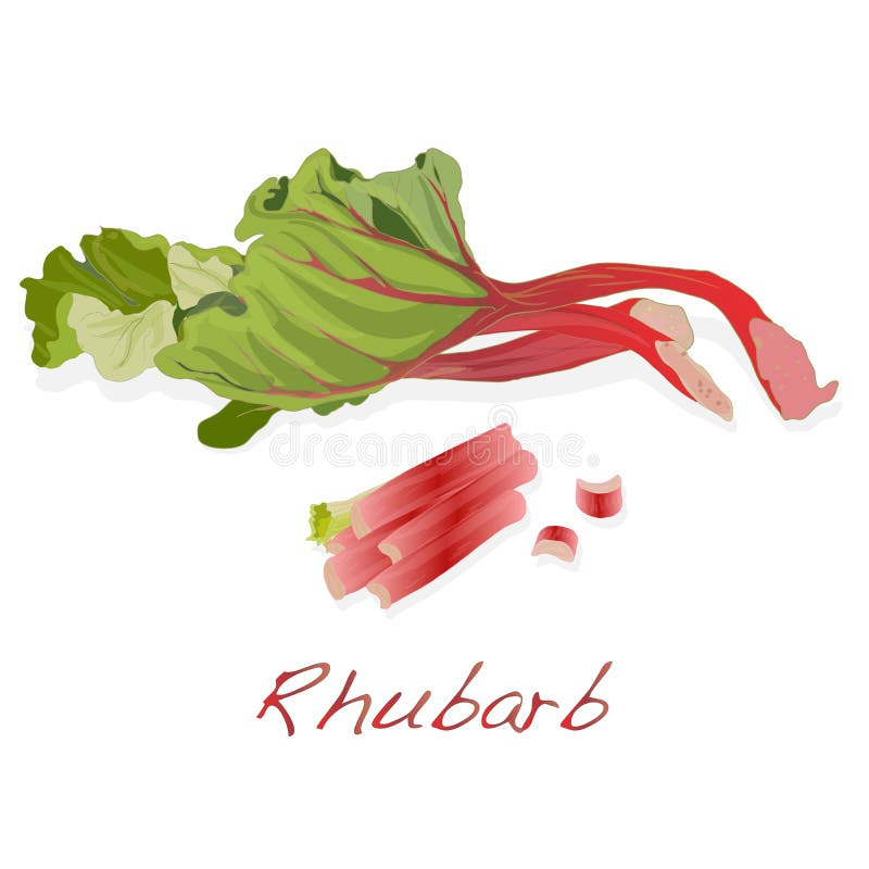 Vector Set with Outline Rhubarb or Rheum Vegetable in Red and Green ...
