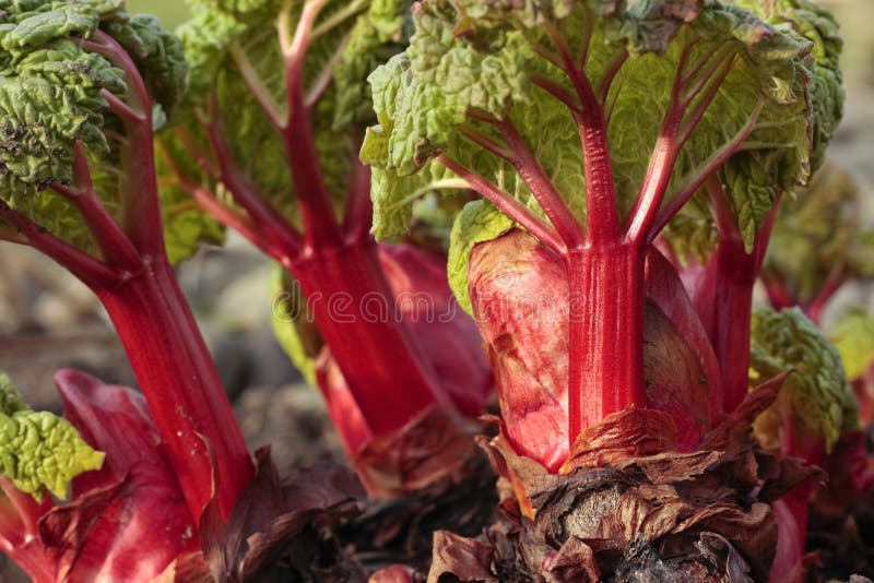 Fresh rhubarb shoots stock image. Image of garden, growing - 8712029