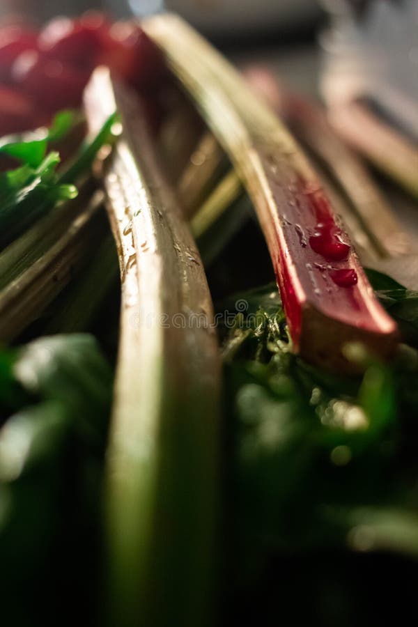 Fresh Rhubarb Stalks with Water Drops Stock Image - Image of green ...