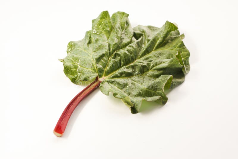 Fresh rhubarb stock image. Image of ingredient, healthy - 30355897