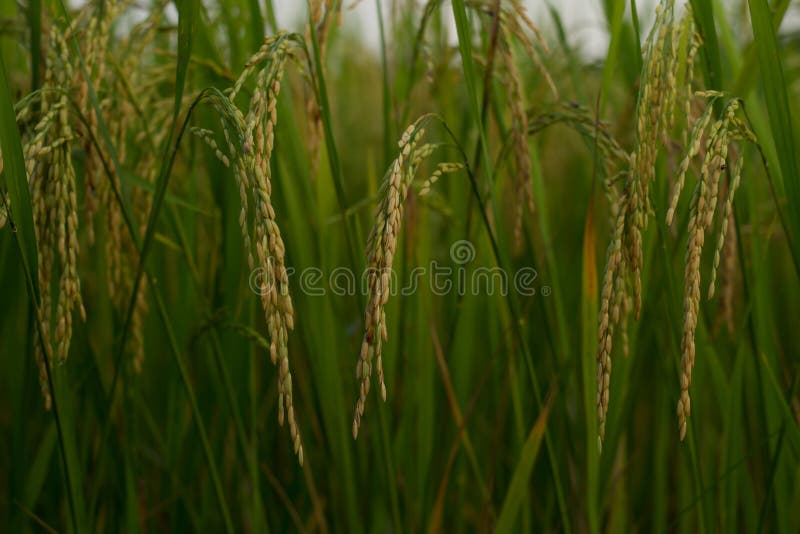 208 Pest Paddy Rice Field Photos - Free & Royalty-Free Stock Photos ...