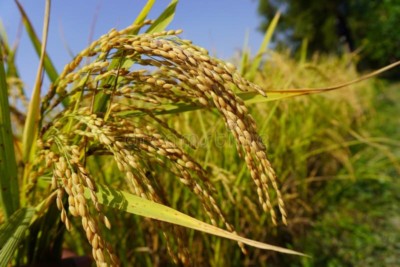 A Fresh Rice Farm and Field. Rice and Autumn Sky. Farm Field Thai ...