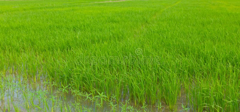 Fresh rice on the field stock photo. Image of outdoor - 56437004