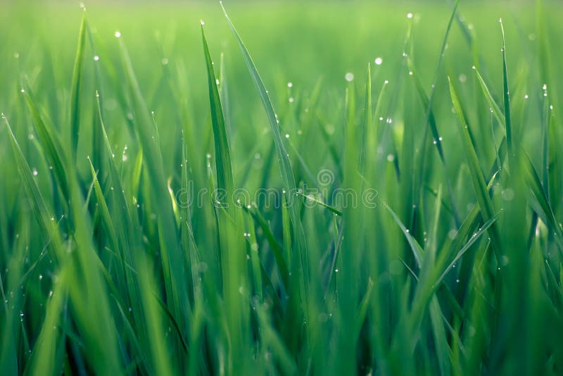 Fresh Rice on Green Background Stock Image - Image of organic ...
