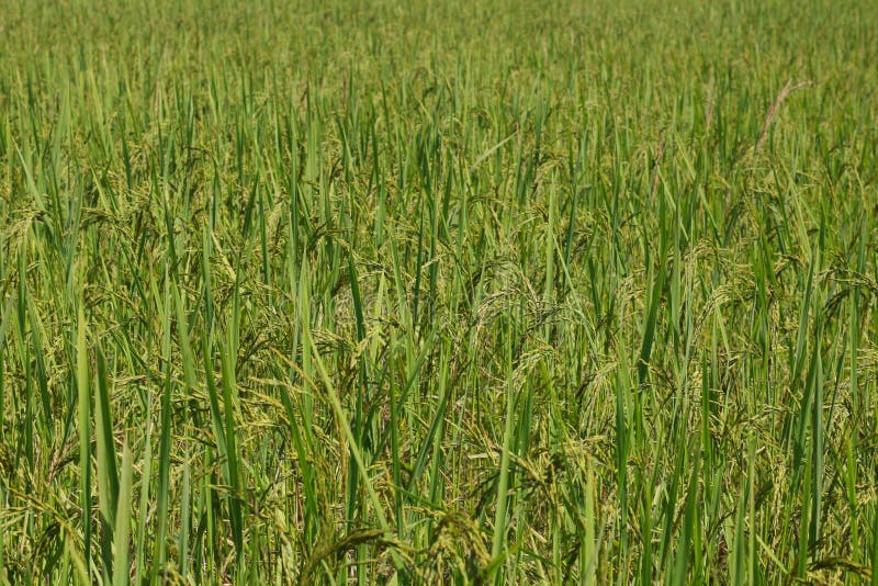 Fresh Rice with Green Leaves in Farm Stock Image - Image of food ...