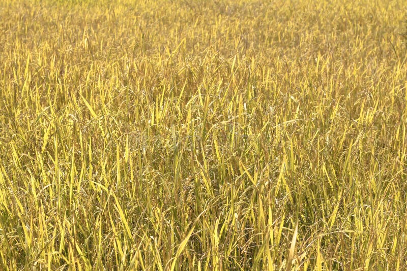 Fresh Rice with Green Leaves in Farm Stock Photo - Image of farm, field ...
