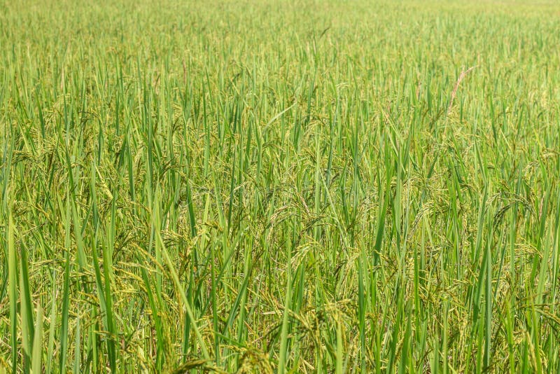 Fresh Rice with Green Leaves in Farm Stock Image - Image of farming ...