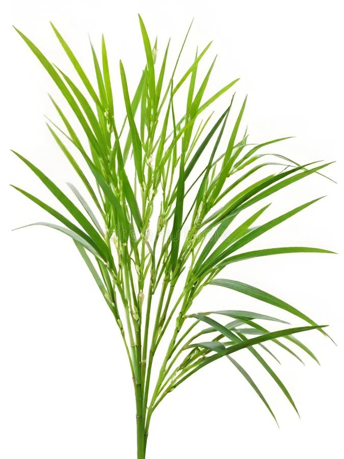 Fresh Rice Leaves Isolated on White Background Stock Illustration ...