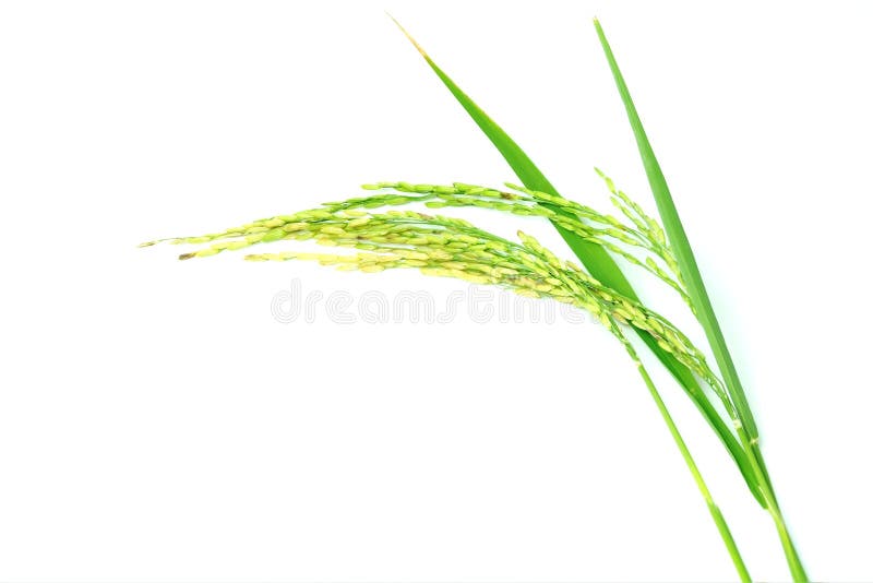 Fresh rice plant stock image. Image of isolated, blue - 179790765