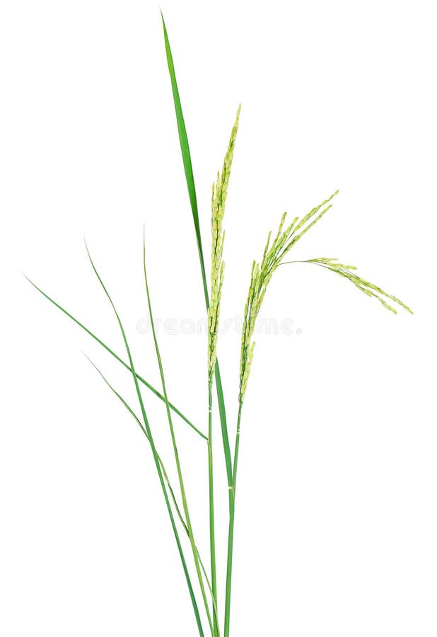 241,671 Rice Plant Stock Photos - Free & Royalty-Free Stock Photos from ...