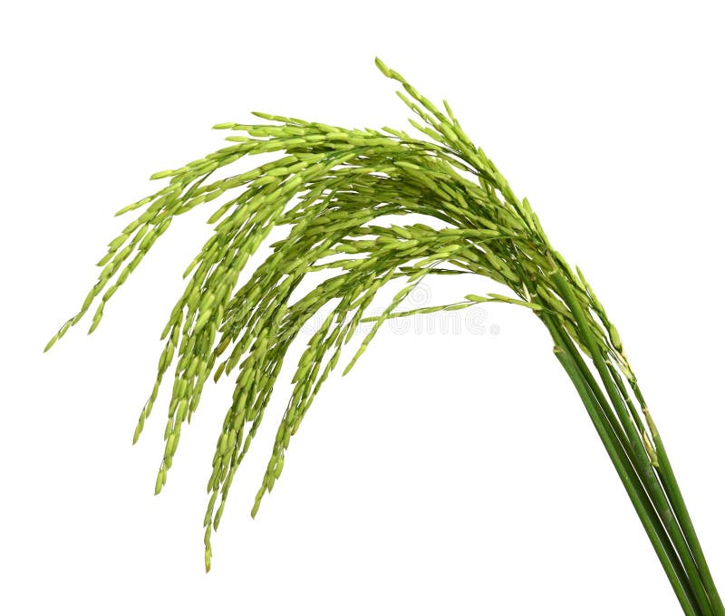 Fresh Rice Plant Isolated on White Stock Image - Image of important ...