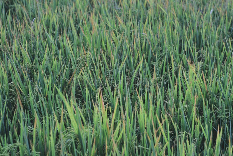 The Fresh Rice Plants when Growing Stock Image - Image of botany, grow ...