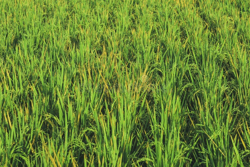 The Fresh Rice Plants when Growing Stock Photo - Image of rural, nature ...