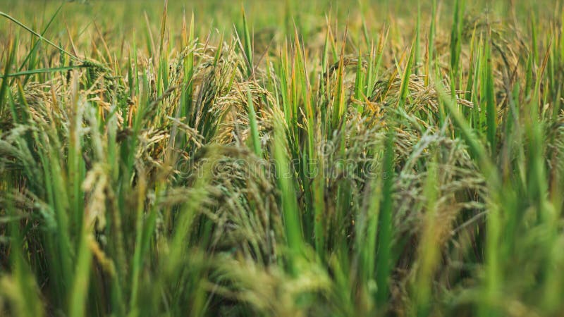 The Fresh Rice Plants when Growing Stock Image - Image of growth, farm ...