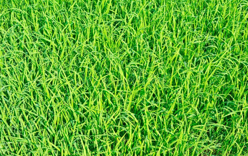 The fresh rice seedlings stock photo. Image of crop, leaf - 29360656