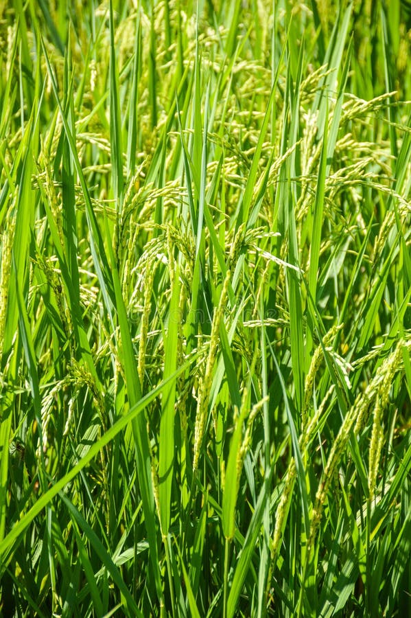 Rice tree stock image. Image of green, rural, harvest - 48123095