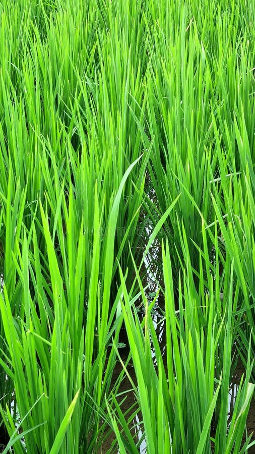 Fresh Rice Tree& X27;s Green Stock Photo - Image of fresh, green: 269478112