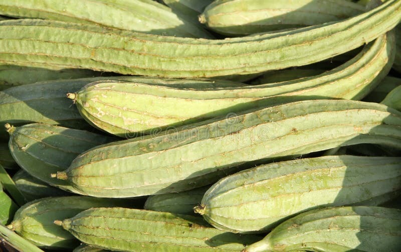 Fresh ridge gourd stock photo. Image of healthy, crop - 15664028