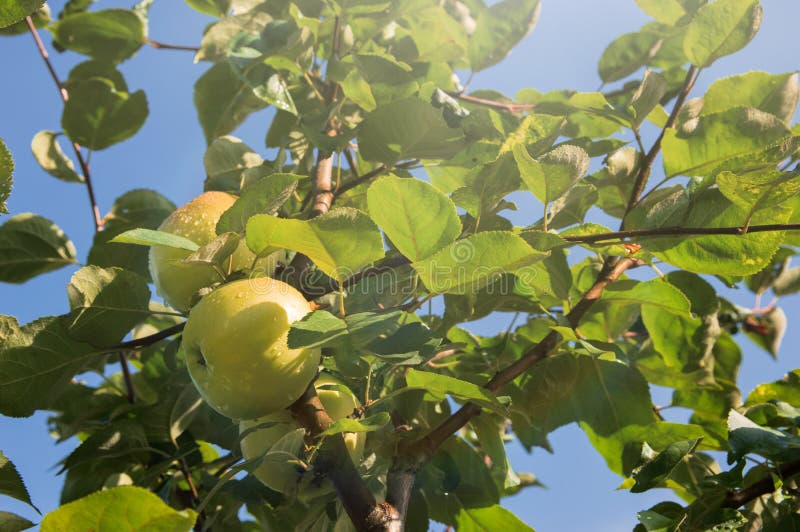 Fresh ripe apple stock image. Image of leaf, harvest - 100074369