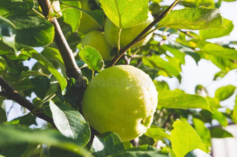 Fresh ripe apple stock image. Image of isolated, fresh - 100130389
