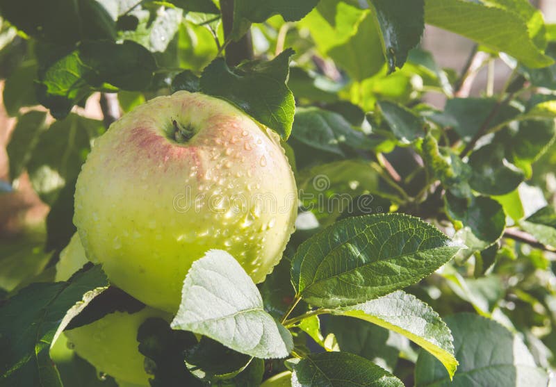 Fresh ripe apple stock image. Image of garden, fresh - 100130833