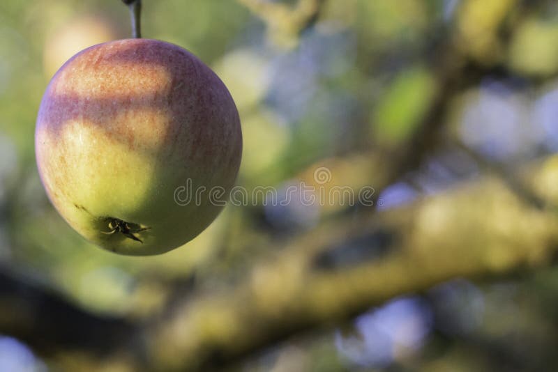 Fresh Ripe Apple on a Tree. Apple Tree - Copy Space Stock Photo - Image ...